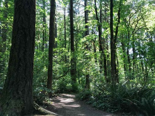 19+ Awesome Hikes Near Portland to Escape The Bustle