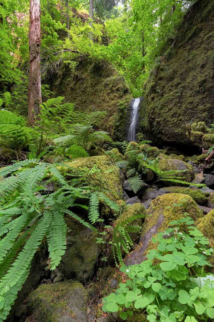 Guide to Umpqua National Forest: Waterfall Hikes & Hot Springs