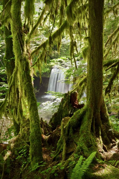 Guide to Umpqua National Forest: Waterfall Hikes & Hot Springs