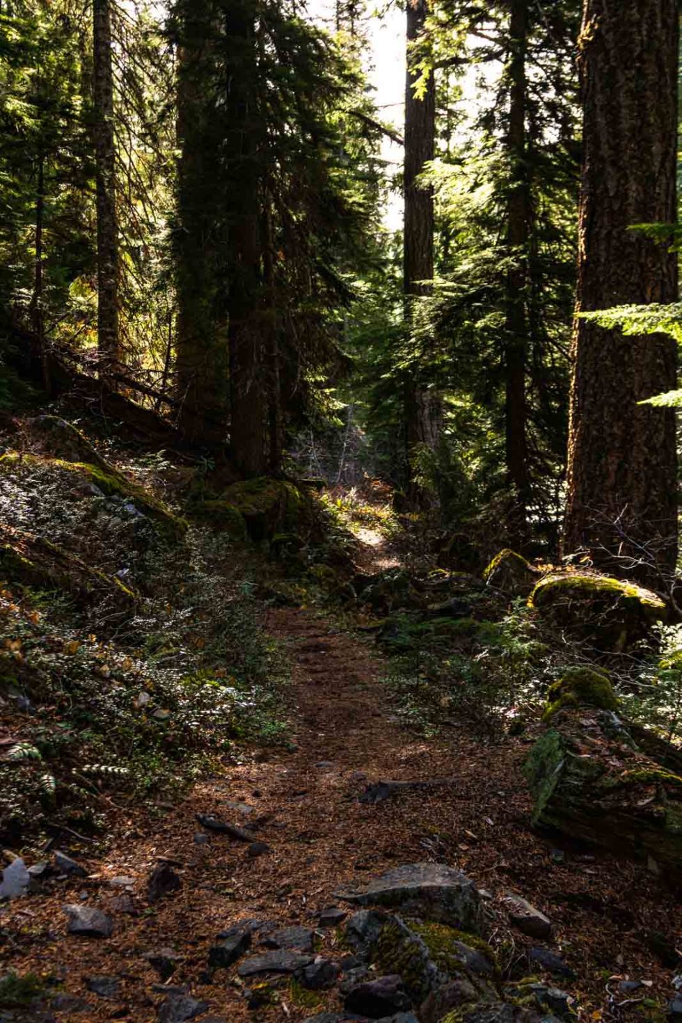 Guide to Umpqua National Forest: Waterfall Hikes & Hot Springs