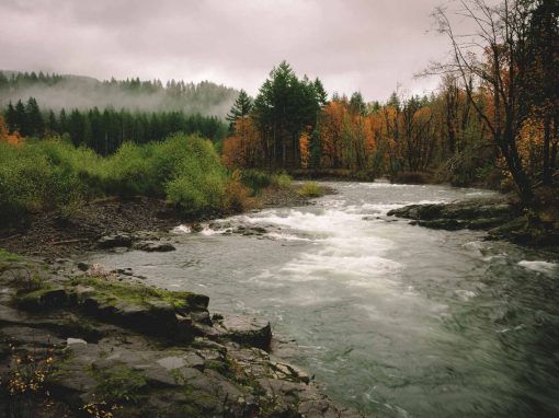 7 Tillamook State Forest Hikes to Tackle