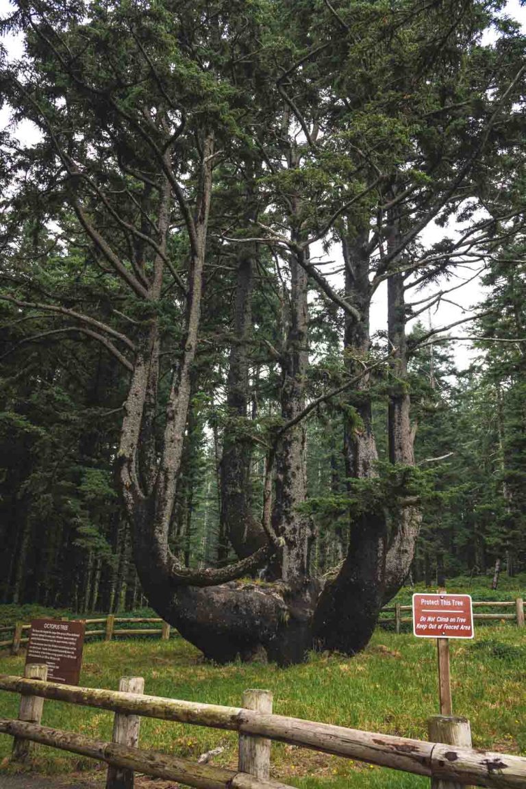 11 Oregon Lighthouses & The Adventures Nearby