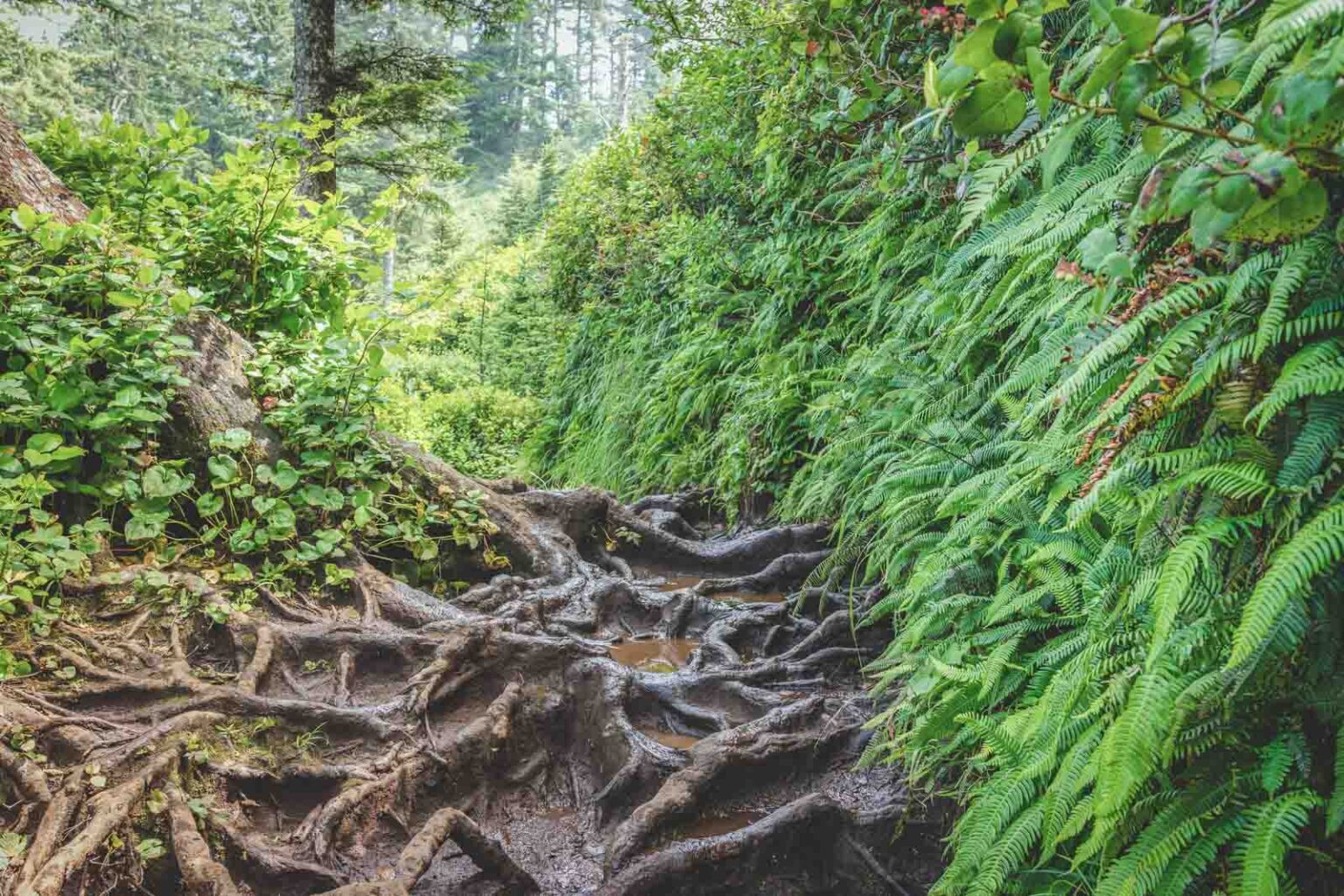 Your Guide to Cape Lookout State Park in Oregon! - Oregon is for Adventure
