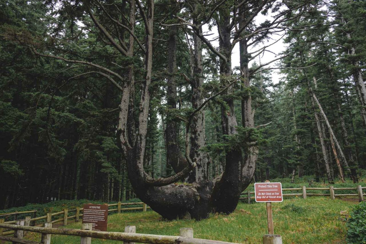 Exploring Cape Meares State Scenic Viewpoint - Oregon is for Adventure