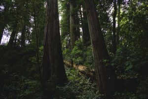 How to See The Redwoods in Oregon - Oregon is for Adventure