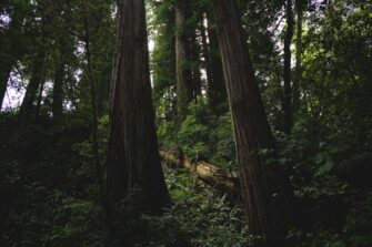 How to See The Redwoods in Oregon - Oregon is for Adventure