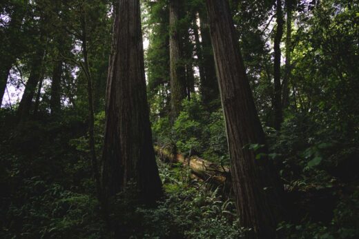How to See The Redwoods in Oregon - Oregon is for Adventure
