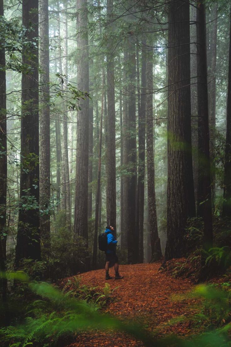 How to See The Redwoods in Oregon - Oregon is for Adventure