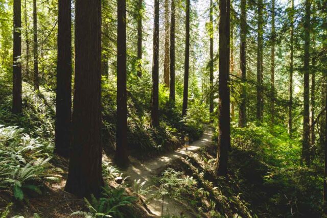 21+ Awesome Hikes Near Portland to Escape The Bustle