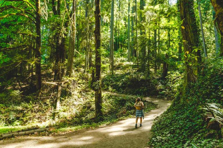 8 Top Hikes in Forest Park in Portland - Oregon is for Adventure