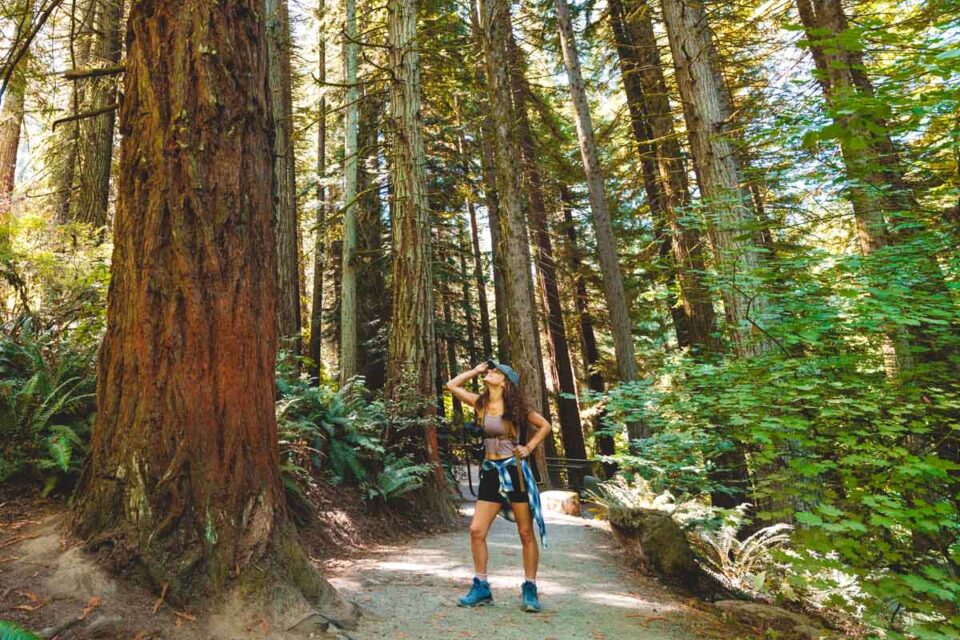 How to See The Redwoods in Oregon - Oregon is for Adventure