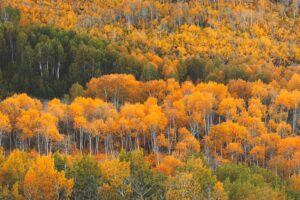 Steens Mountain: Everything You Need to Know!