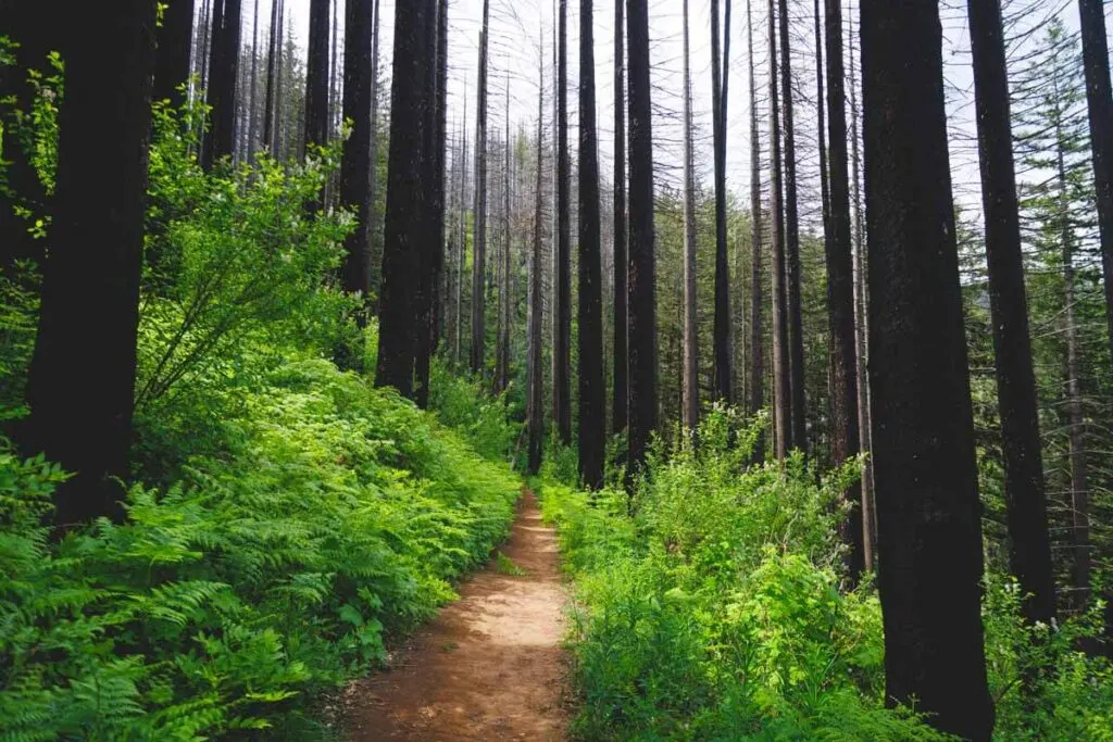 Multnomah Falls Hike: EVERYTHING You Need to Know! (2023)