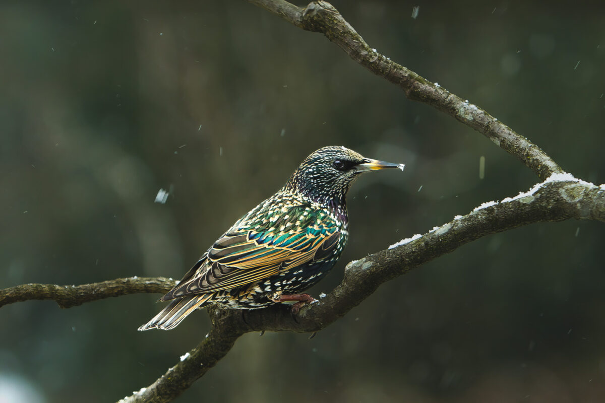 Bend in Winter: 21 Coolest Things to Do!