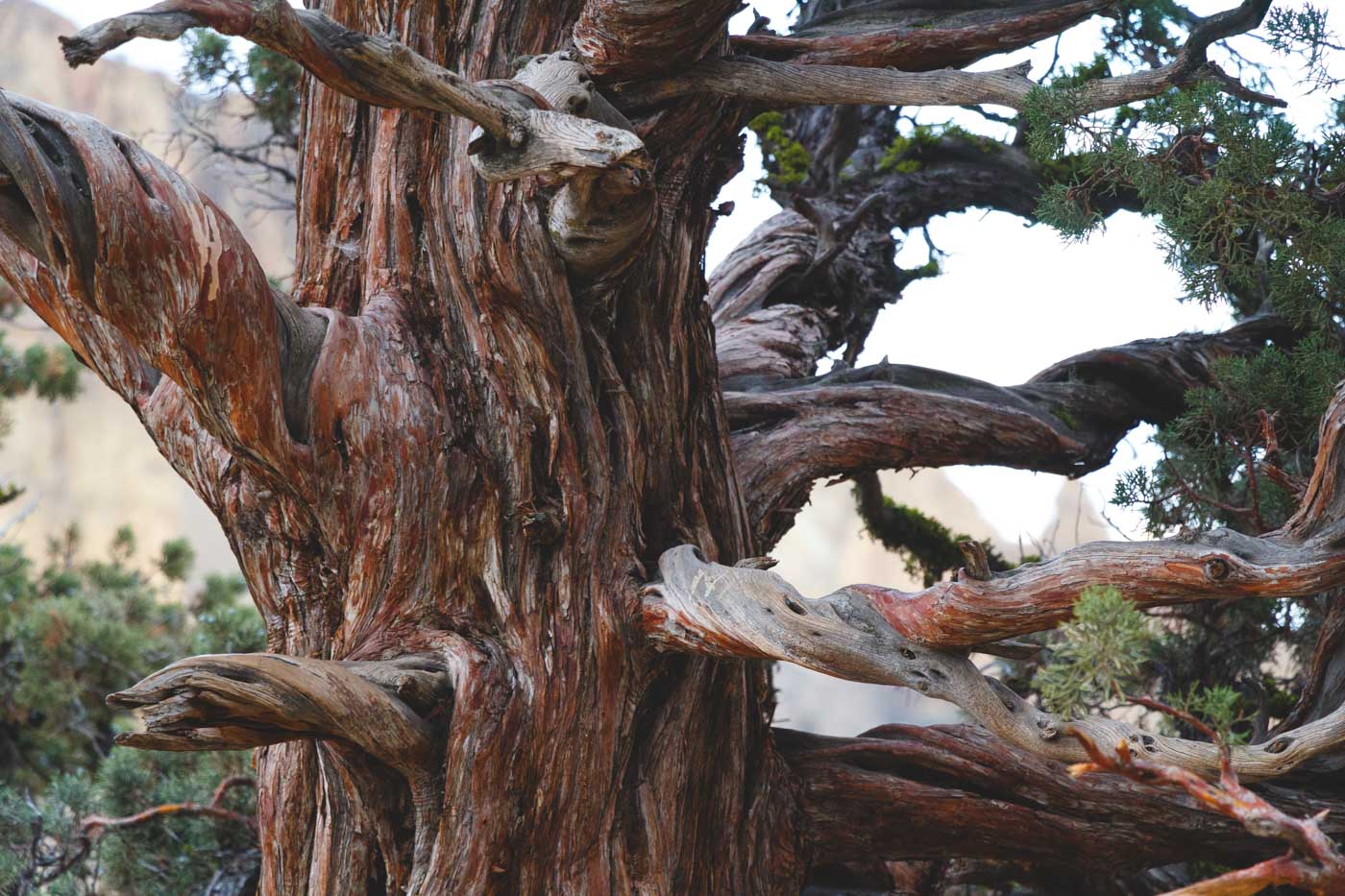 7 COOLEST Smith Rock Hikes to Tackle!