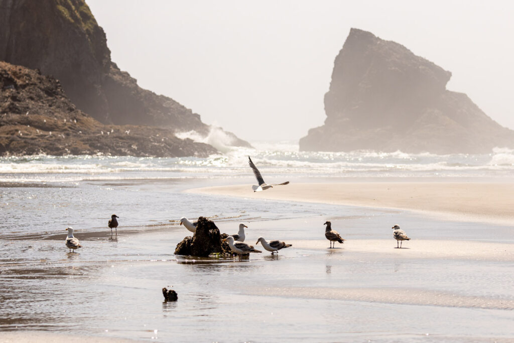 5 TOP Things to Do in Neskowin, Oregon